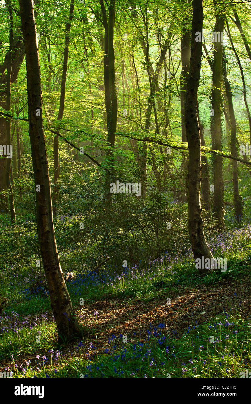 Bluebells in essex hi-res stock photography and images - Alamy