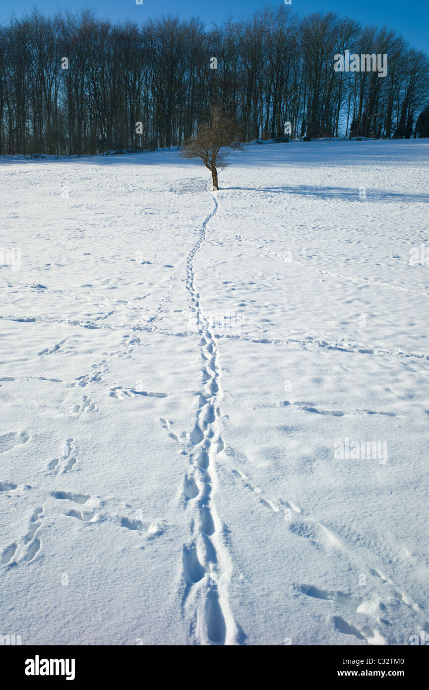 Cold winter nature scene hi-res stock photography and images - Alamy