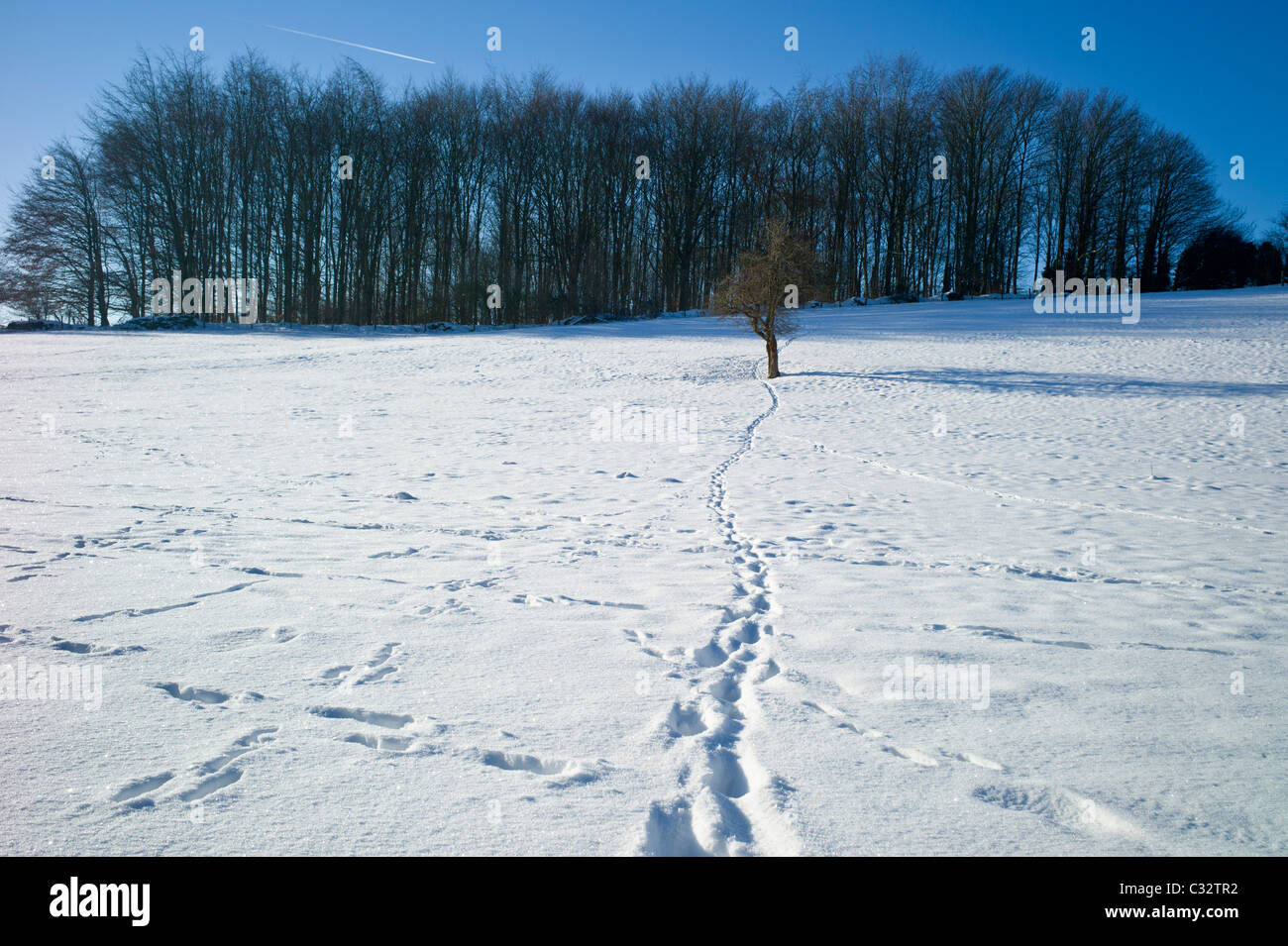 Cold winter nature scene hi-res stock photography and images - Alamy