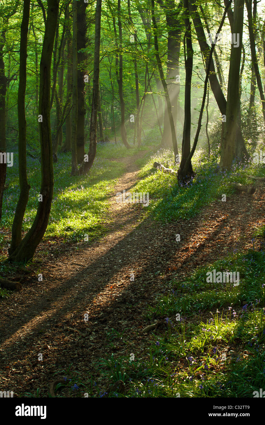 Footpath & Shadows Stock Photo - Alamy