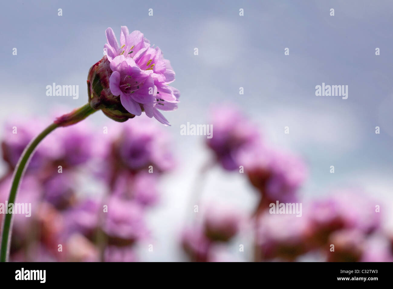 Pink thrift armeria maritima hi-res stock photography and images - Alamy