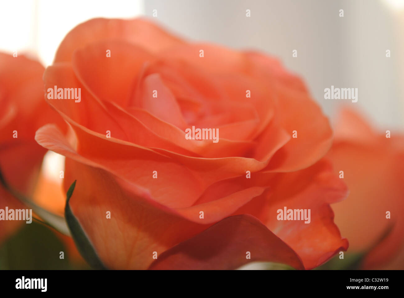 Very soft orange hi-res stock photography and images - Alamy