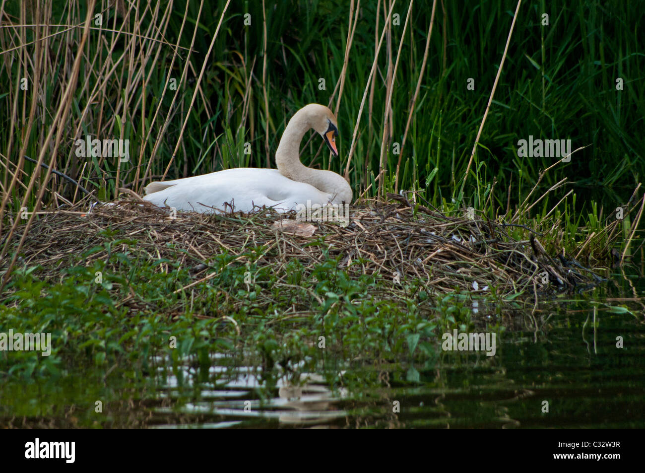 Female Mute swan on nest Stock Photo - Alamy