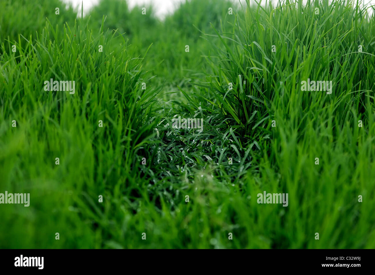 Close-up of grass in a field Stock Photo - Alamy