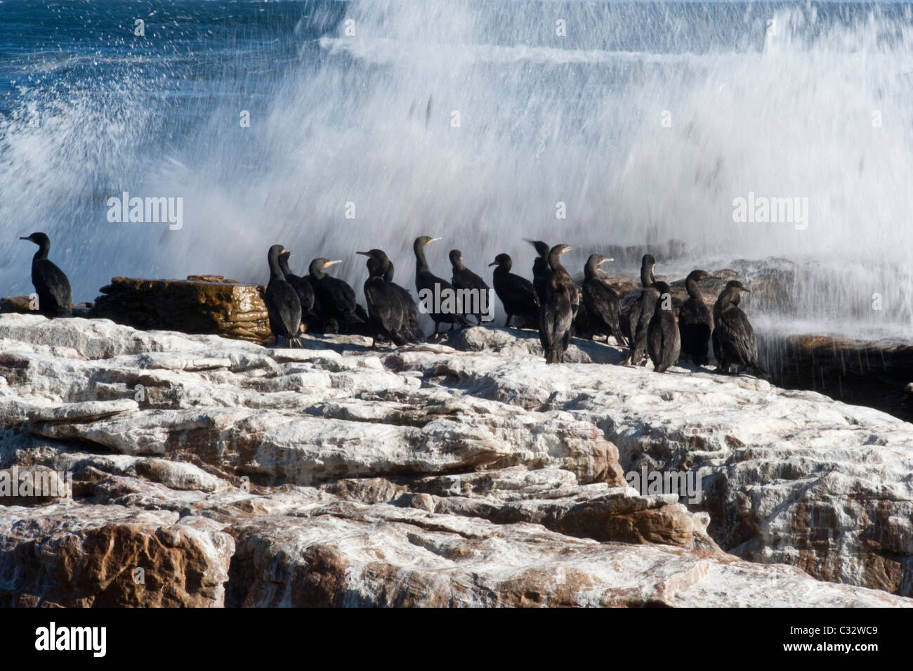Cape Cormorant (Phalacrocorax capensis) adults, group on coastal rock ...