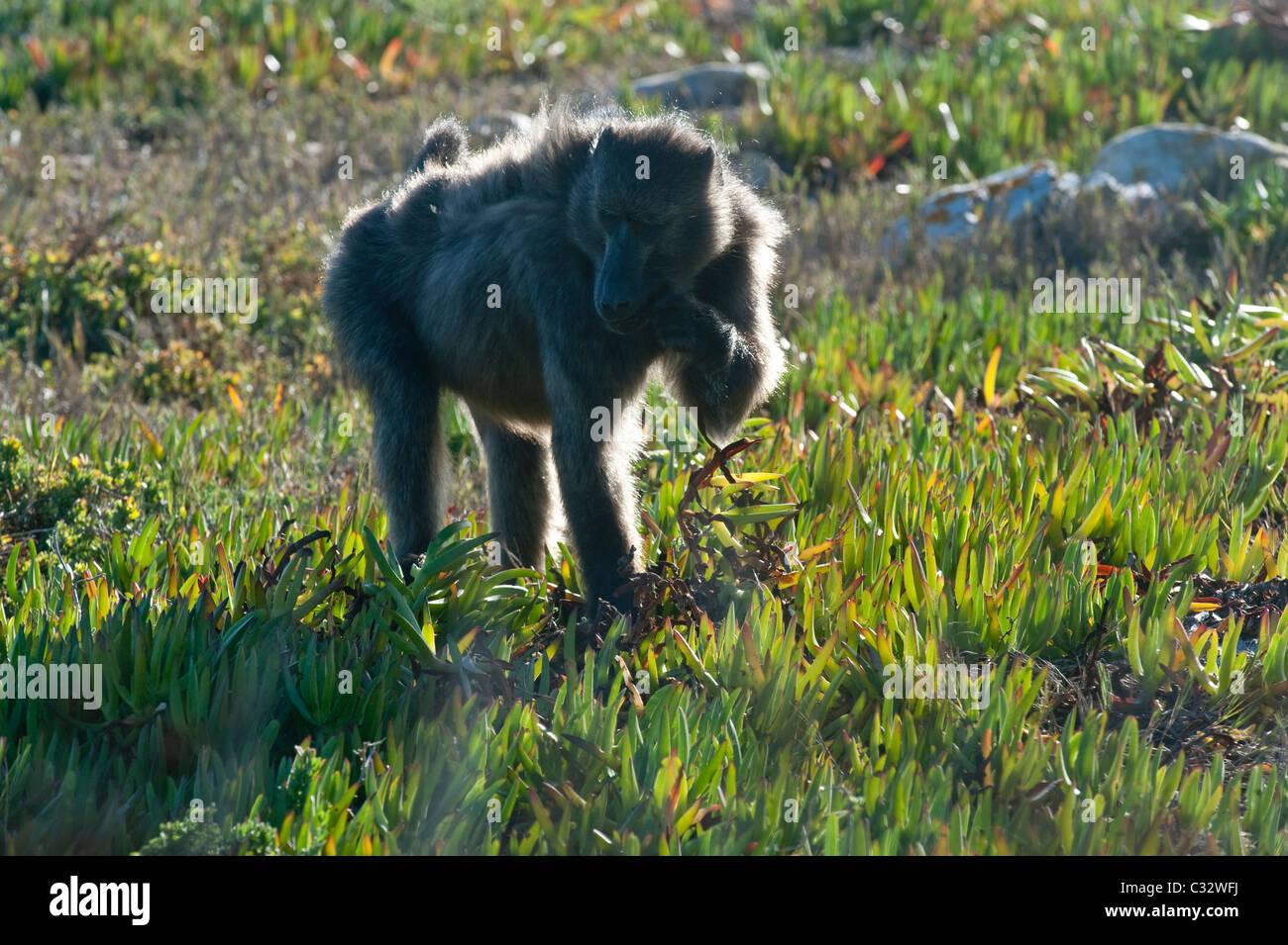 Papio ursinus eating hi-res stock photography and images - Alamy