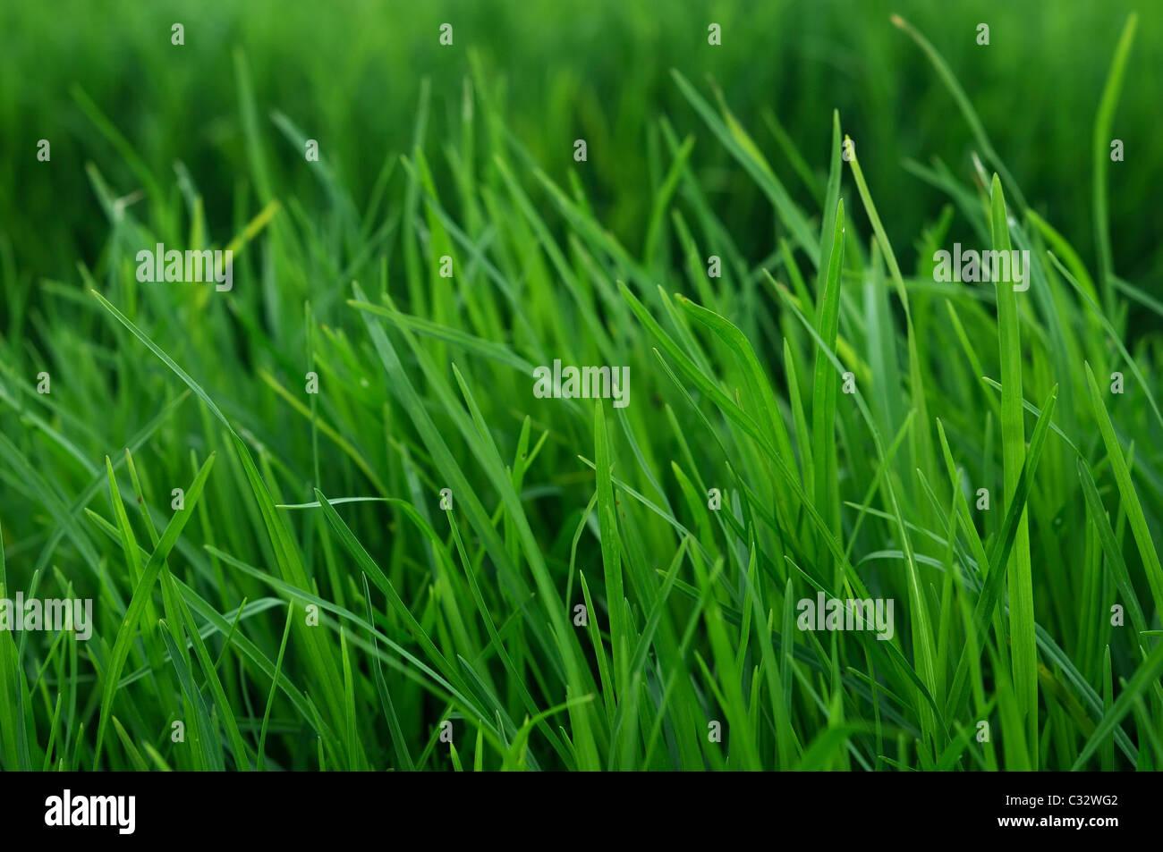 Close-up of grass in a field Stock Photo - Alamy