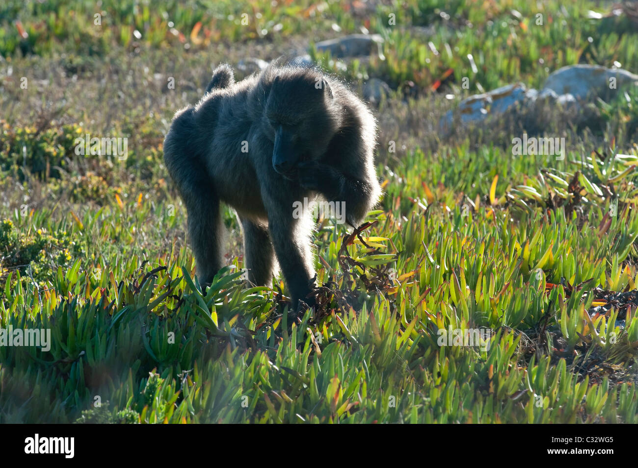 Chacma Baboon (Papio ursinus) backlit feeding on suurvy (Carpobrotus ...