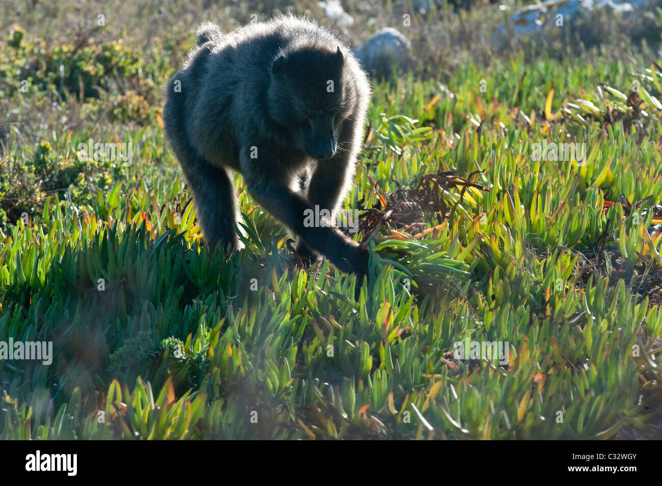 Suurvy hi-res stock photography and images - Alamy