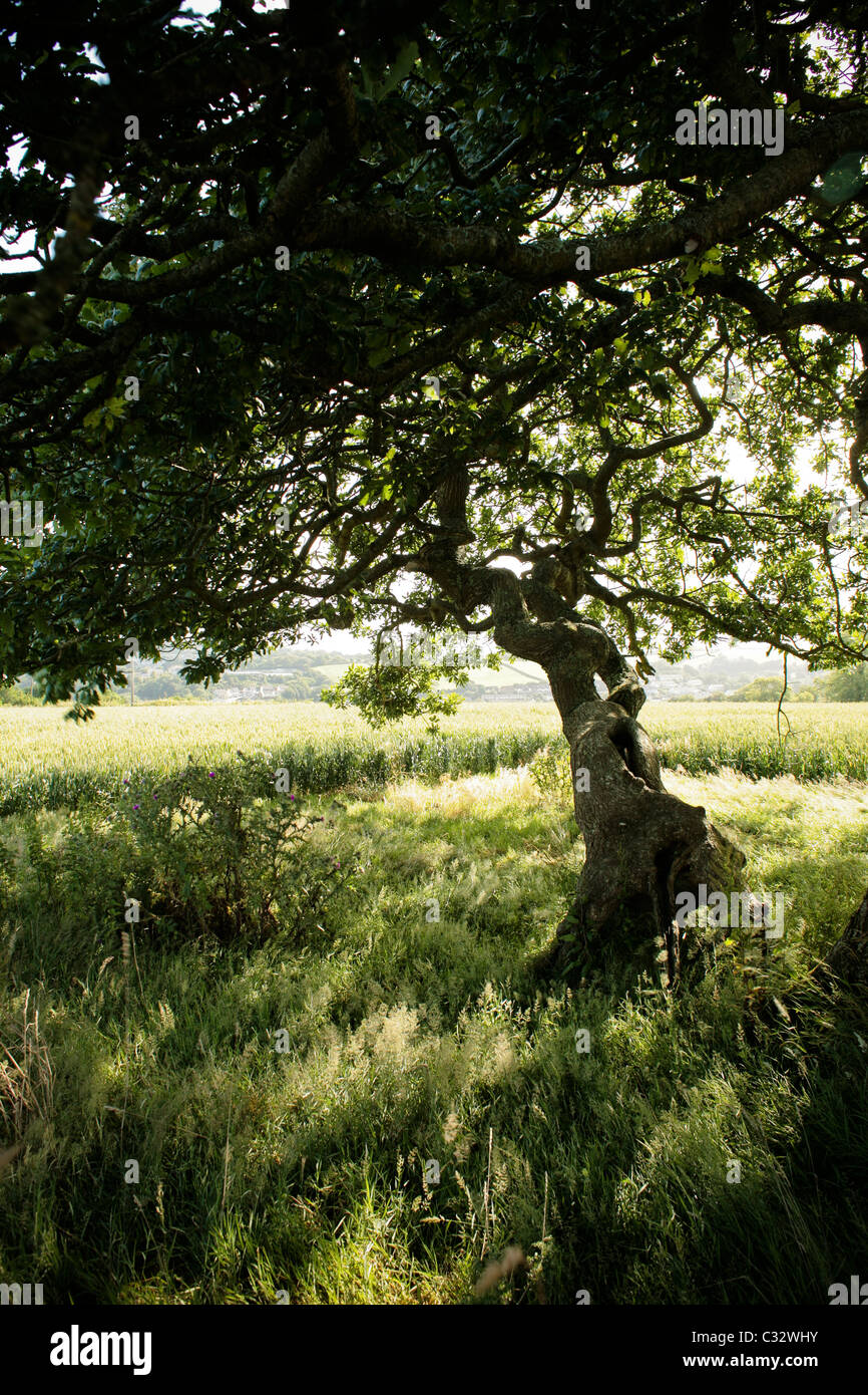 Beautiful tree in full leaf Stock Photo - Alamy