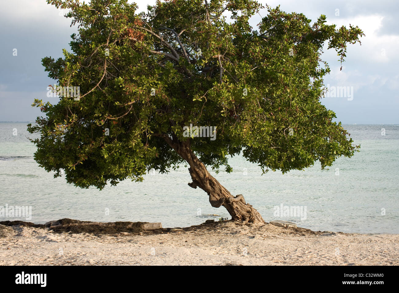 old knarly Tree growing on a beach with the ocean behind Stock Photo ...