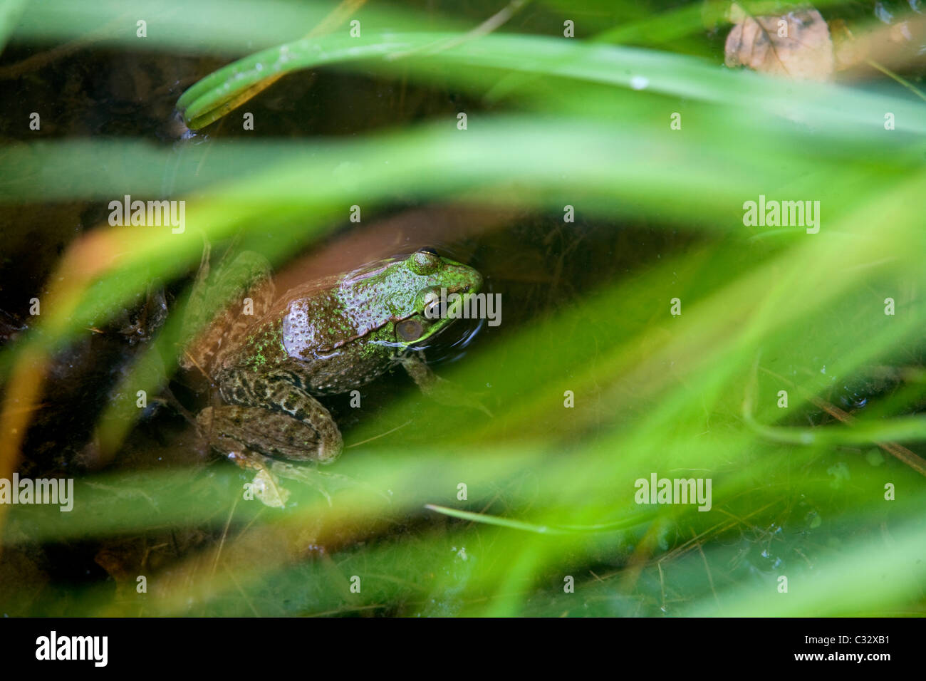 Animal bullfrog hi-res stock photography and images - Alamy