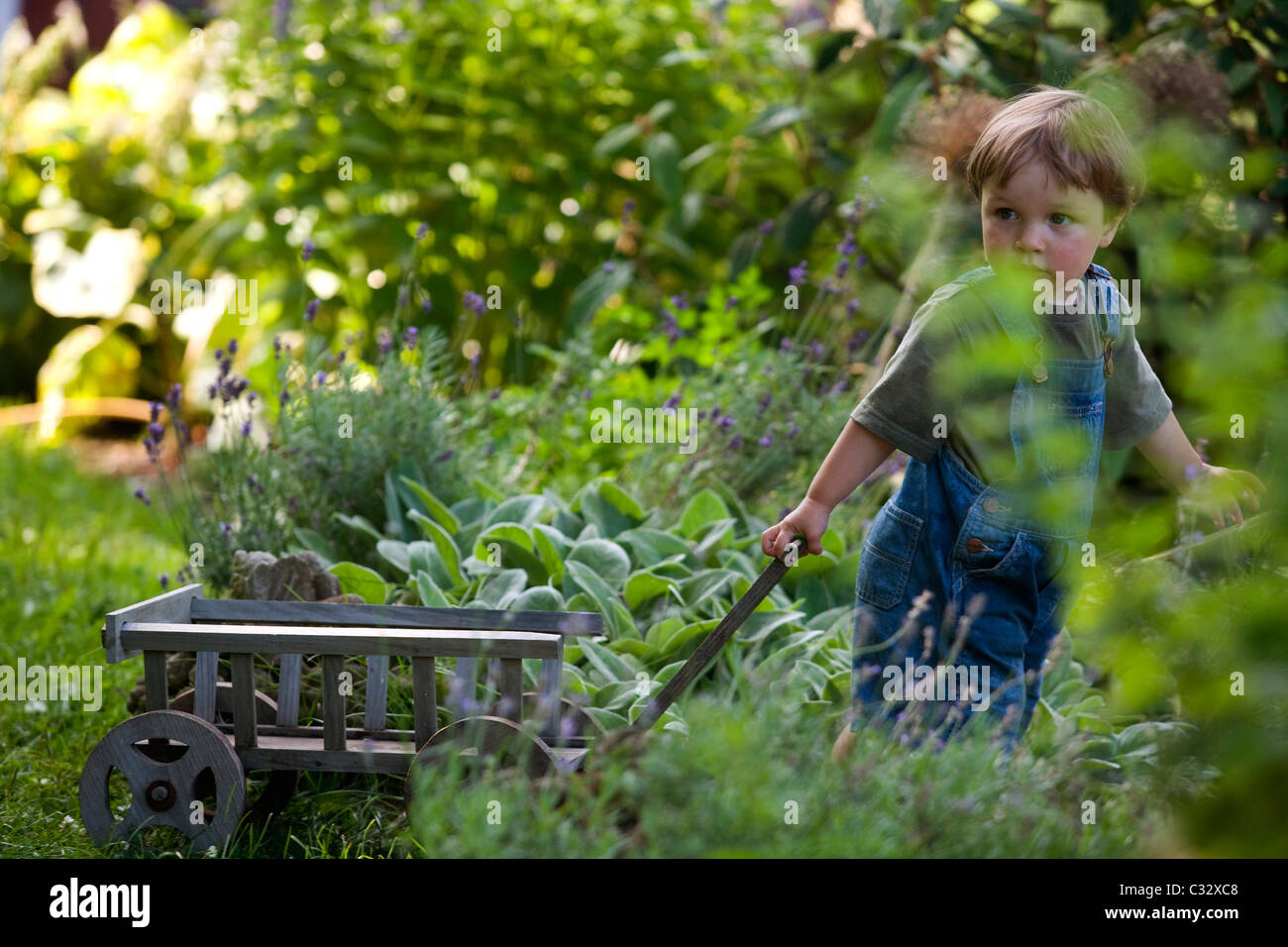 Two year old Boy Pulls Wagon Through Garden Stock Photo Alamy two-year-old-boy-pulls-wagon-through-garden-stock-photo-alamy