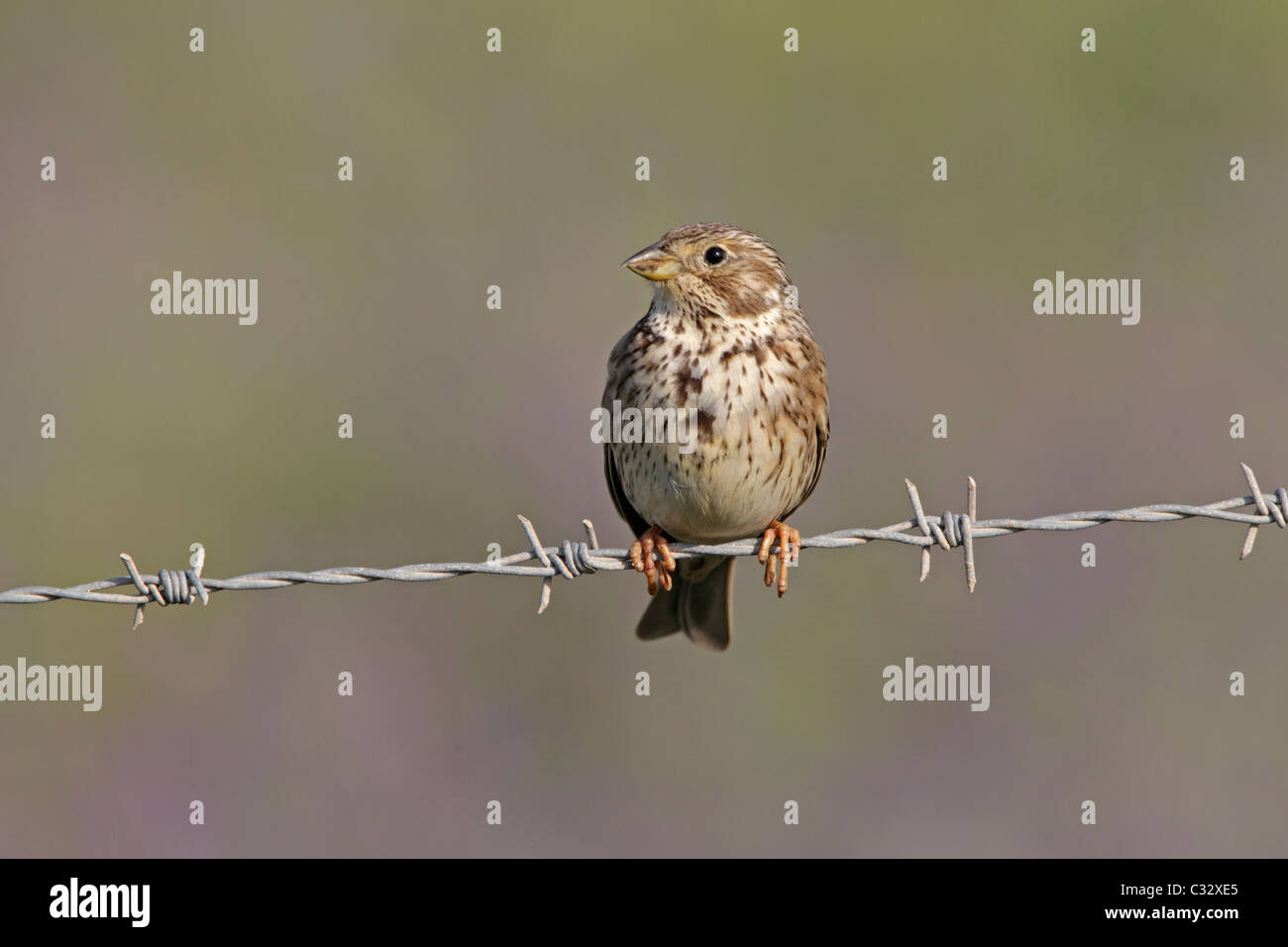 Corn Bunting perched on barbed wire Stock Photo - Alamy