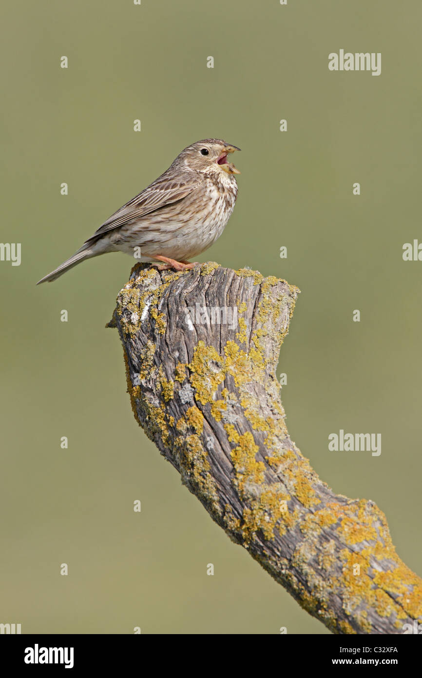 Corn Bunting singing from rustic fence post Stock Photo - Alamy