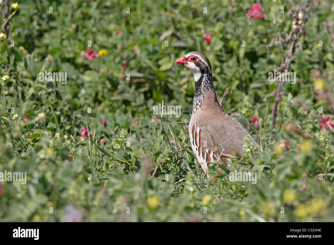 Red-legged Partridge in flower filled field in Spain Stock Photo - Alamy