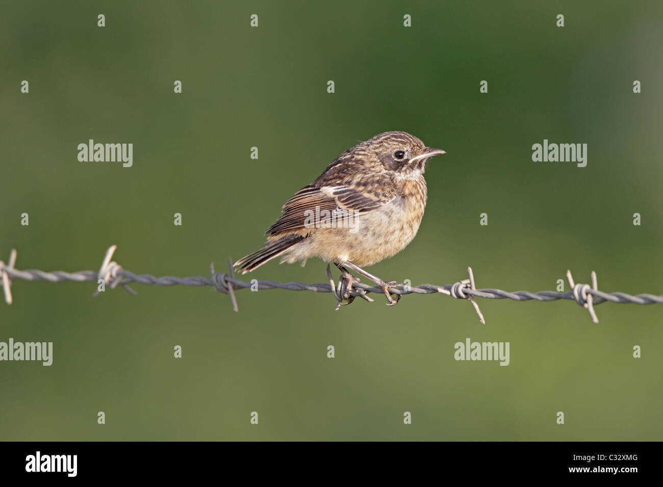 Juvenile stonechat hi-res stock photography and images - Alamy