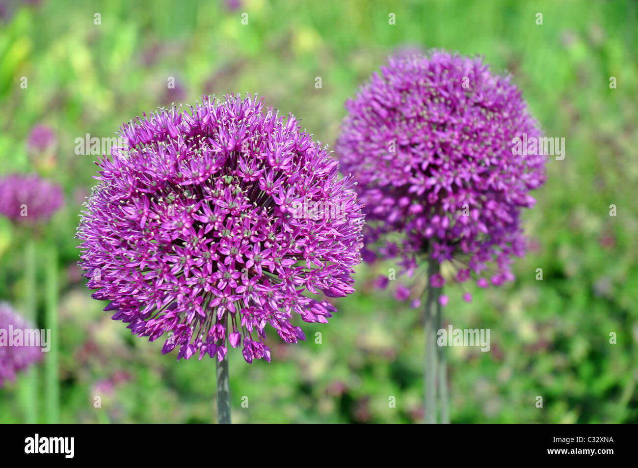 Allium border hi-res stock photography and images - Alamy