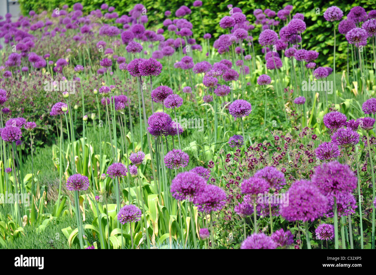 Alliums in a border Stock Photo - Alamy