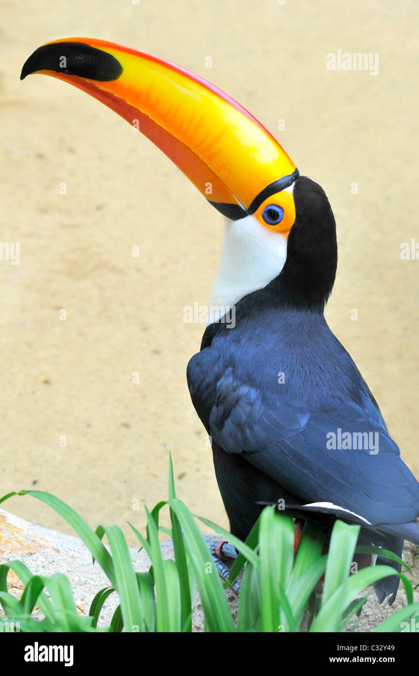 Closeup toucan blue eye ramphastos hi-res stock photography and images ...