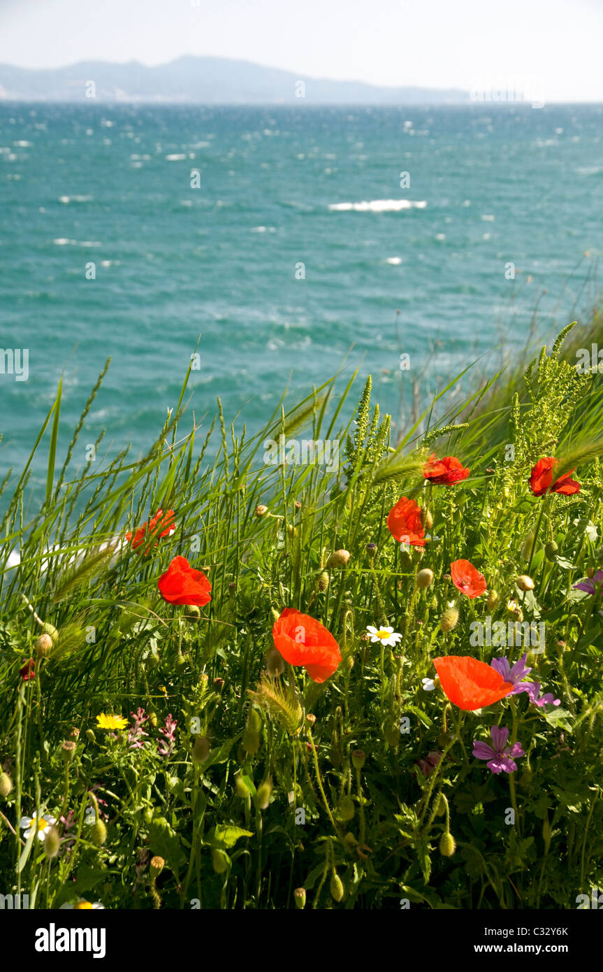 Roses at the gulf of roses hi-res stock photography and images - Alamy