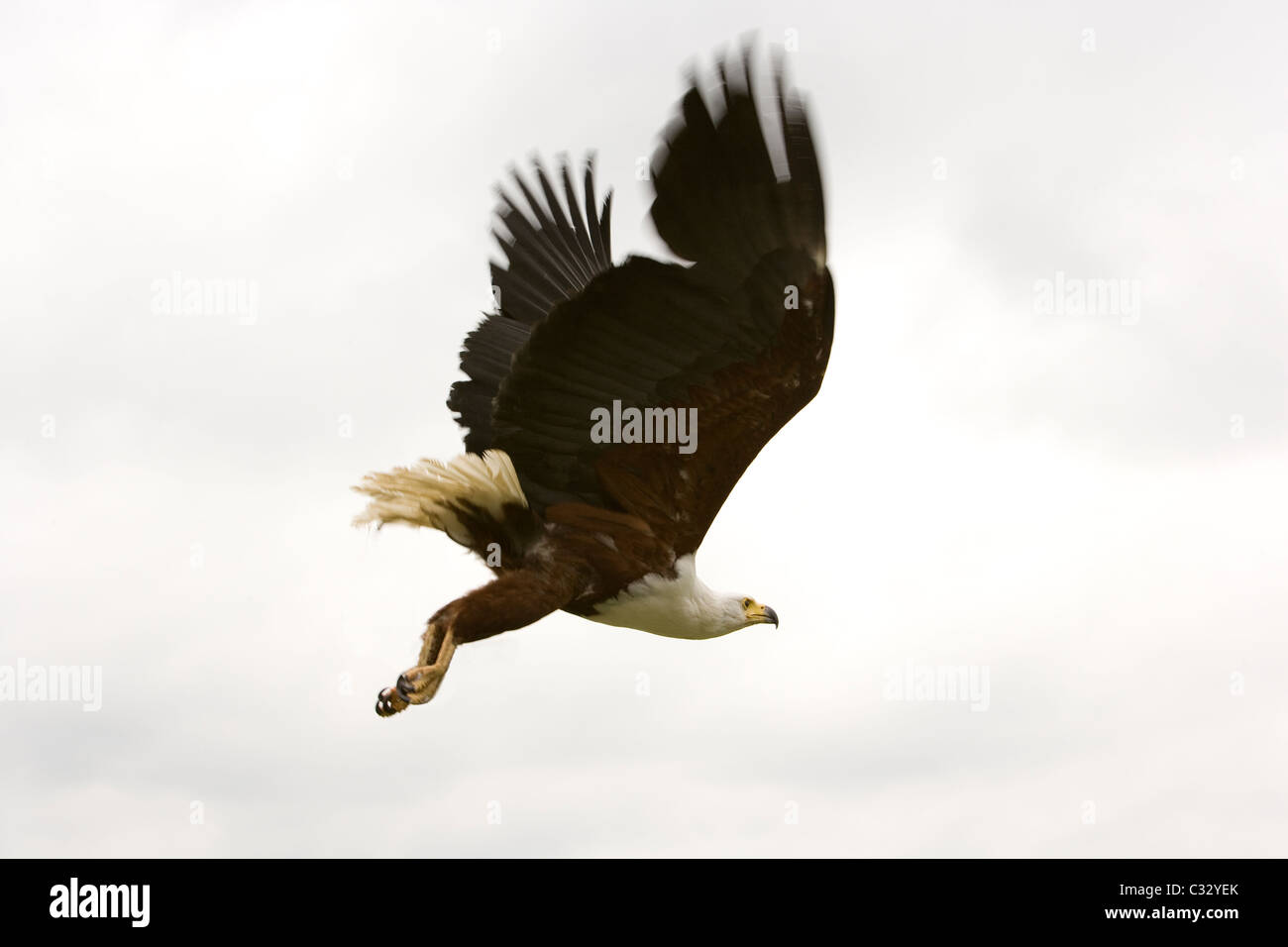 African Fish Eagle flying Stock Photo - Alamy