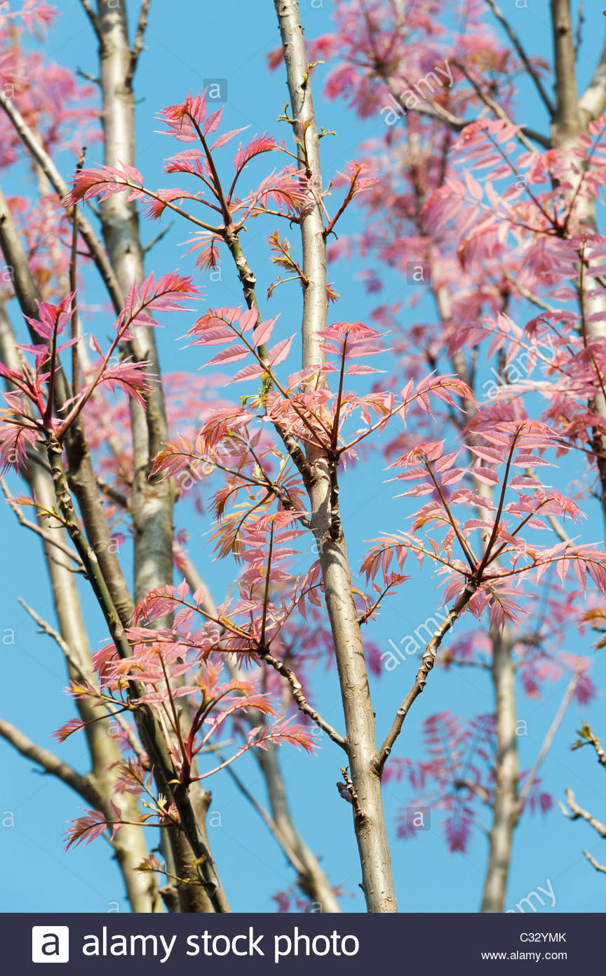 Toona Sinensis Stock Photos & Toona Sinensis Stock Images - Alamy