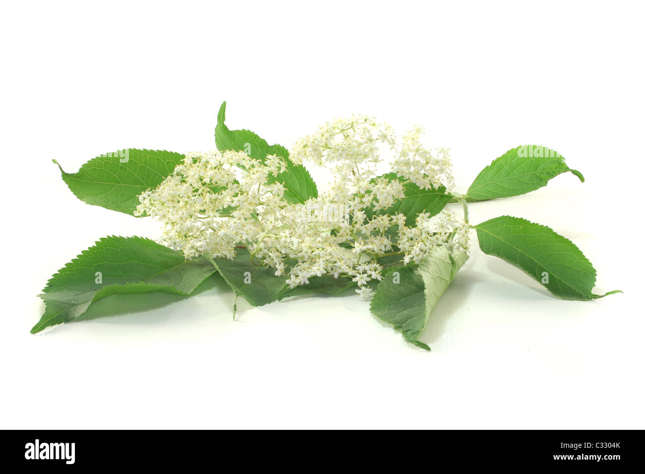 an elder branch with flowers on a white background Stock Photo - Alamy