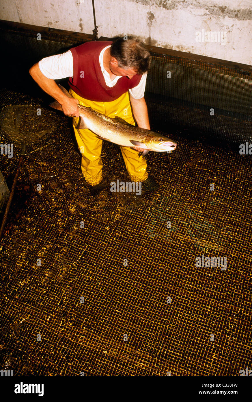 Newport, Co Mayo, Ireland, Fish Farming At Lough Feeagh, Salmon ...