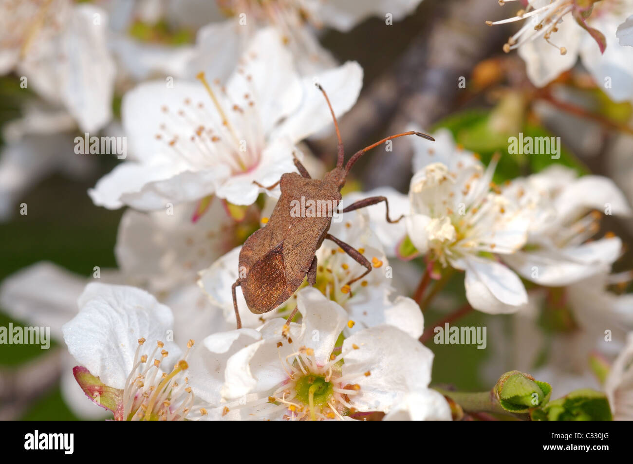 European stink bugs hi-res stock photography and images - Alamy