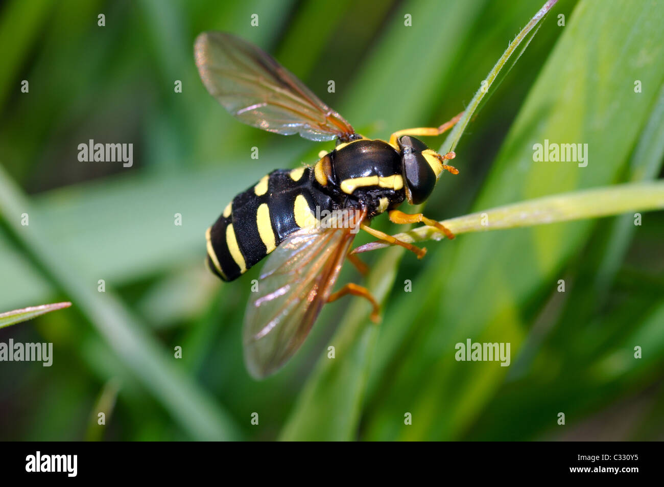 Spilomyia hi-res stock photography and images - Alamy