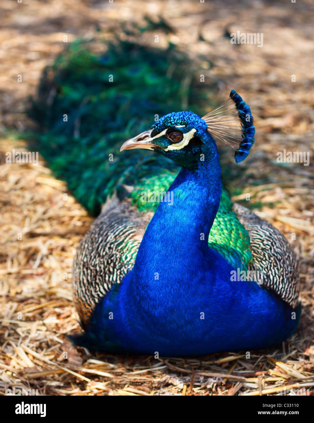 A full length peacock resting and making eye contact Stock Photo - Alamy