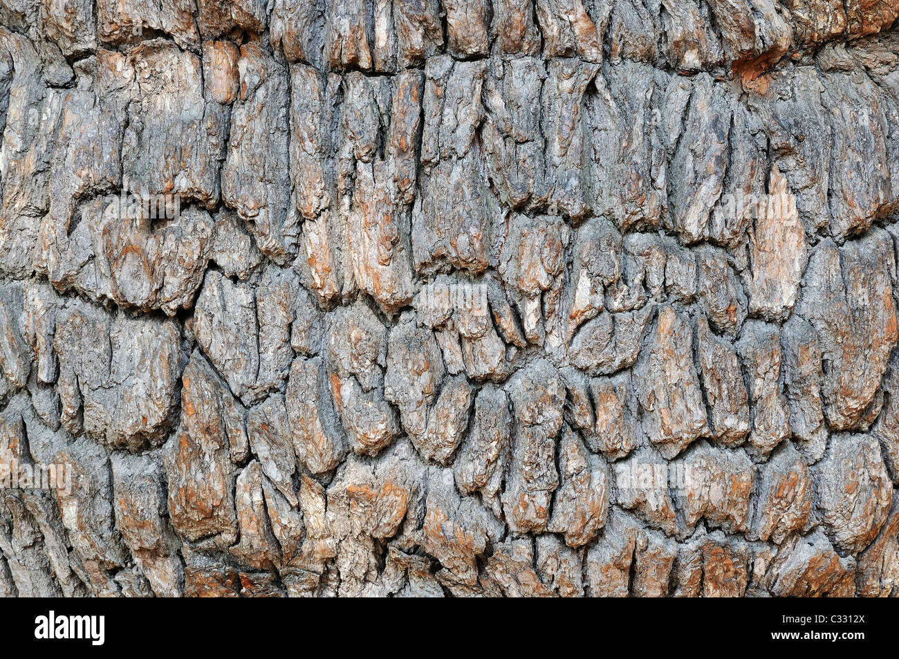 Old oak bark Stock Photo - Alamy