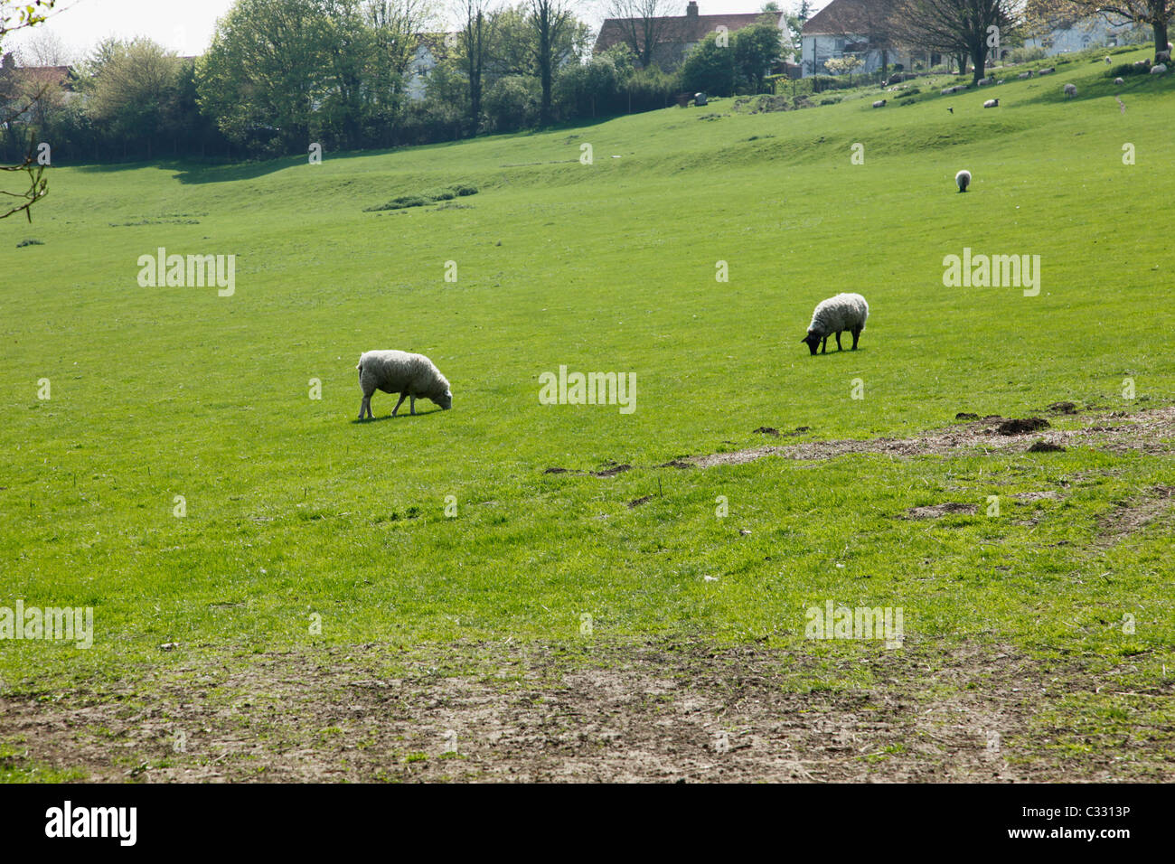 Grazing sheep Saltwood Hythe Kent Stock Photo - Alamy
