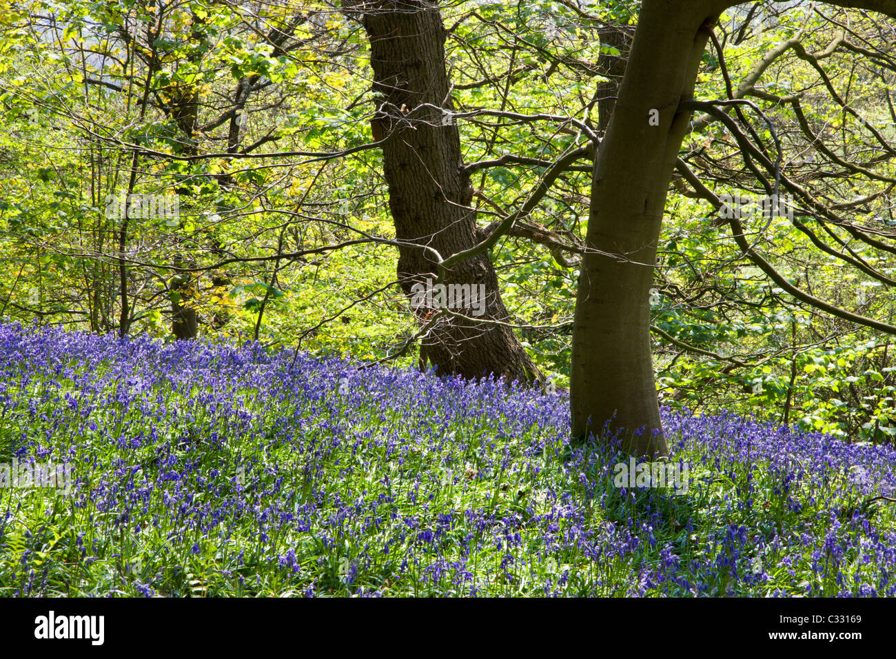 Middleton woods in spring hi-res stock photography and images - Alamy
