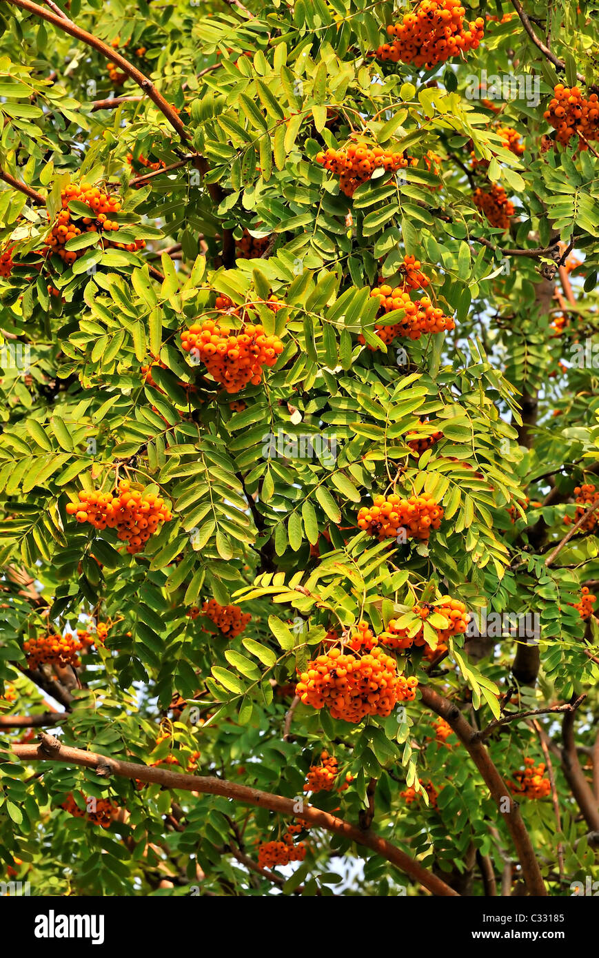 Te vorlage hi-res stock photography and images - Alamy