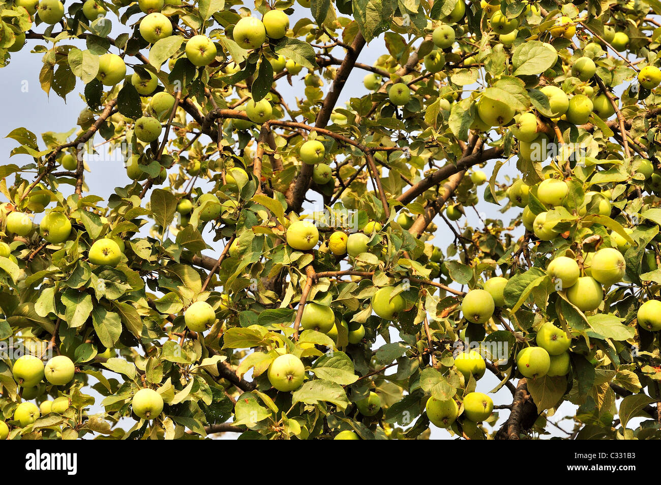 Apple tree background Stock Photo - Alamy