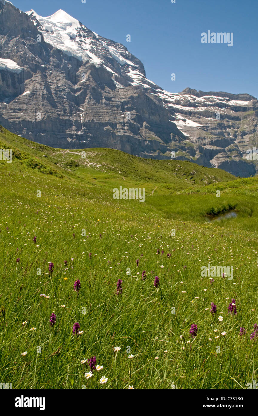 Summer in the Swiss Alps brings a host of wild flowers, near Kleiner ...