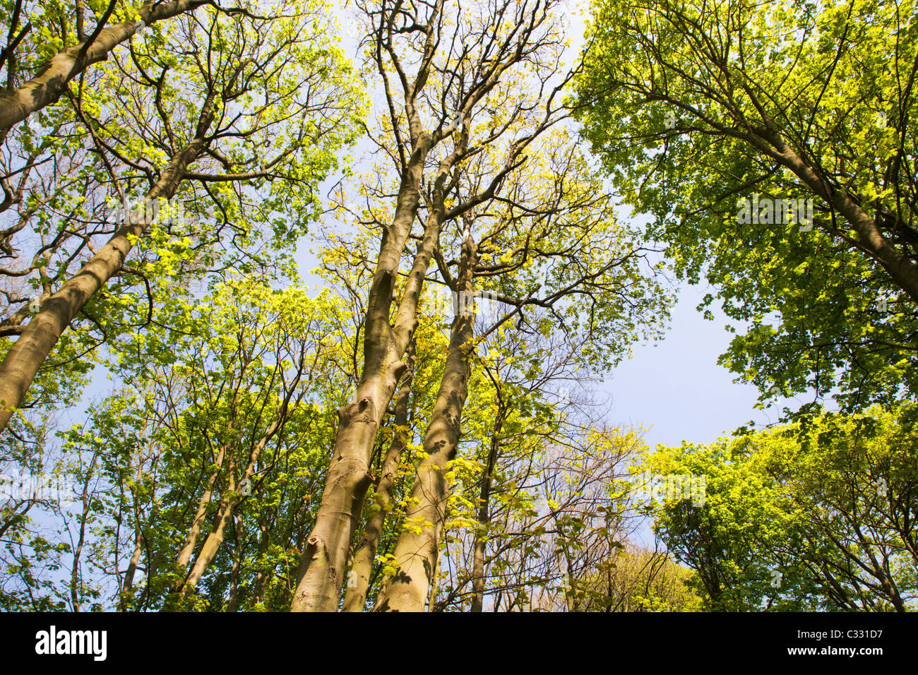 Spring Trees in Middleton Woods Ilkley Yorkshire England Stock Photo ...