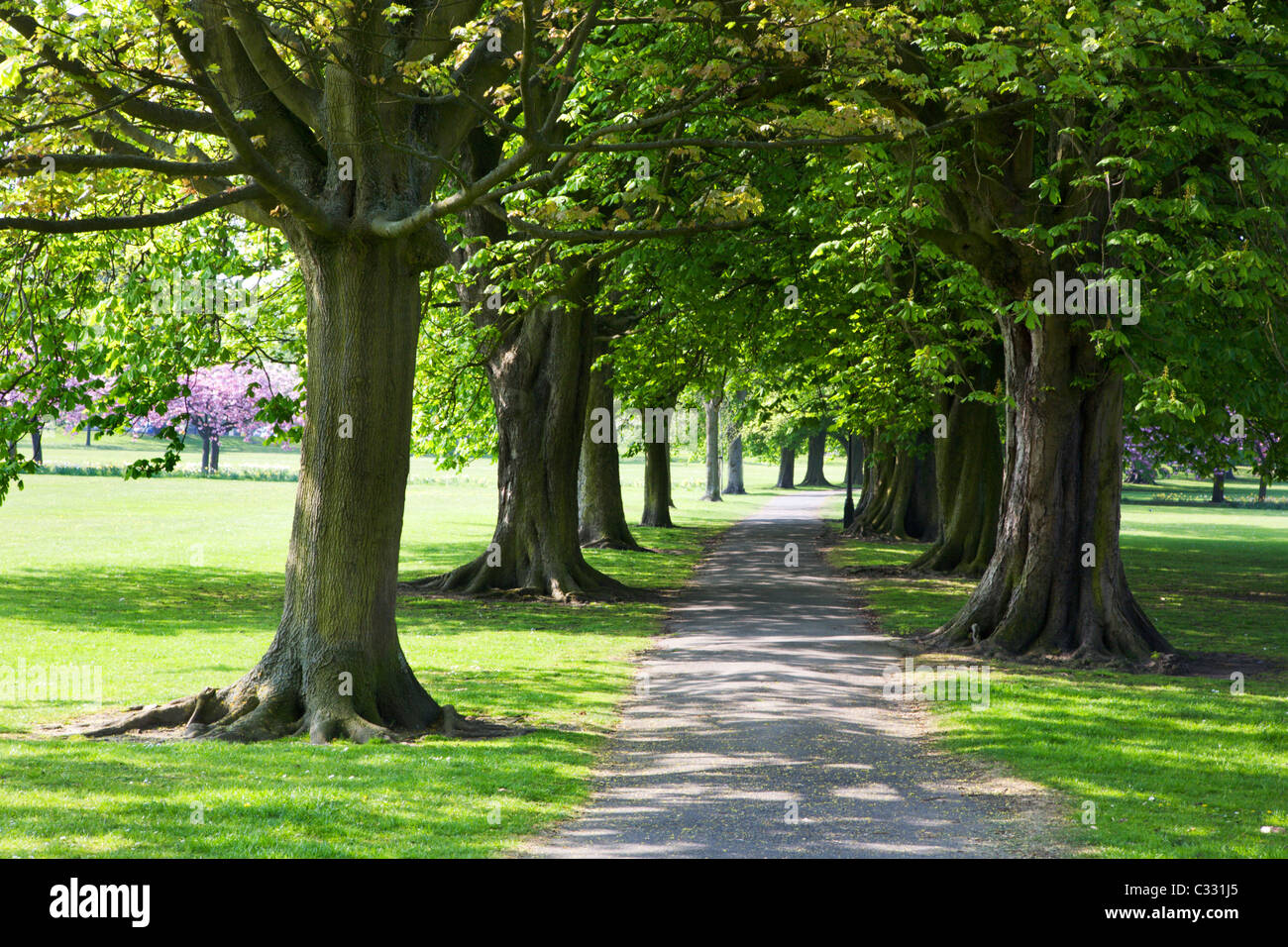 Avenue of Spring Trees on The Stray Harrogate North Yorkshire England ...