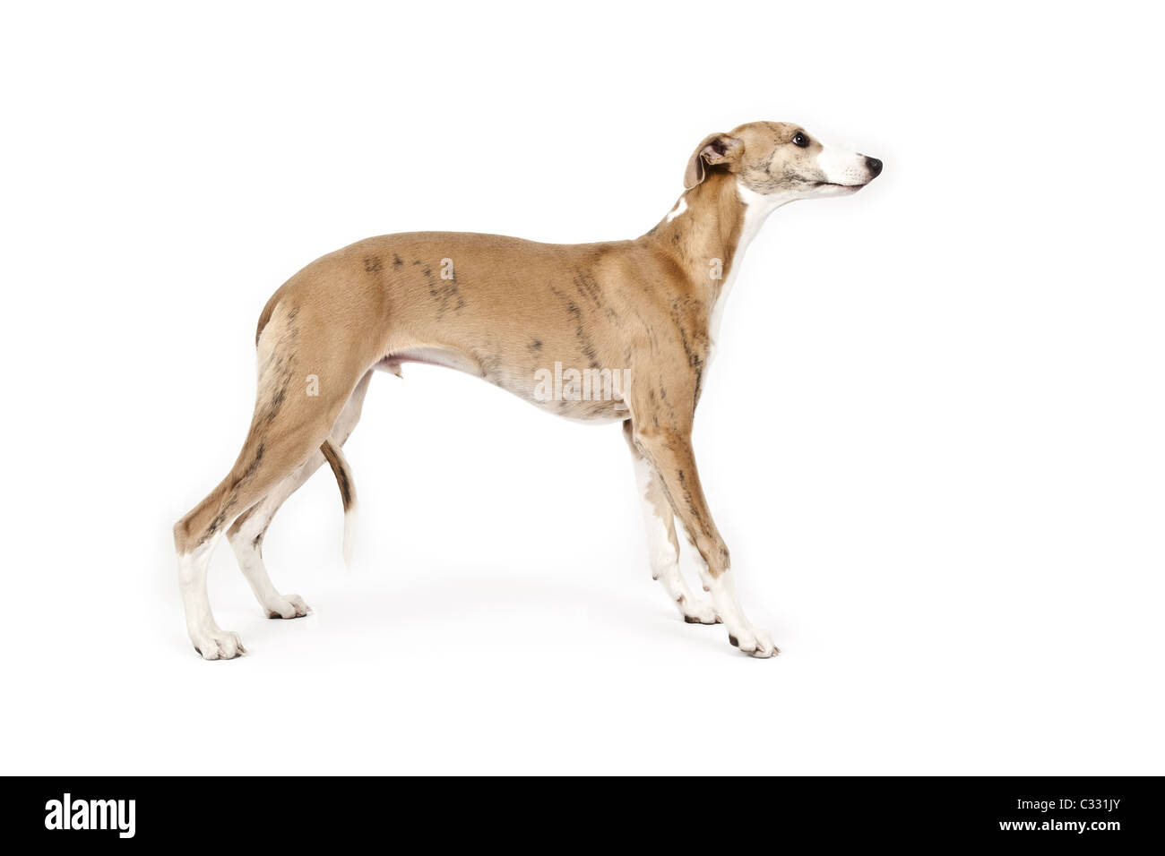 Whippet side view Cut Out Stock Images & Pictures - Alamy