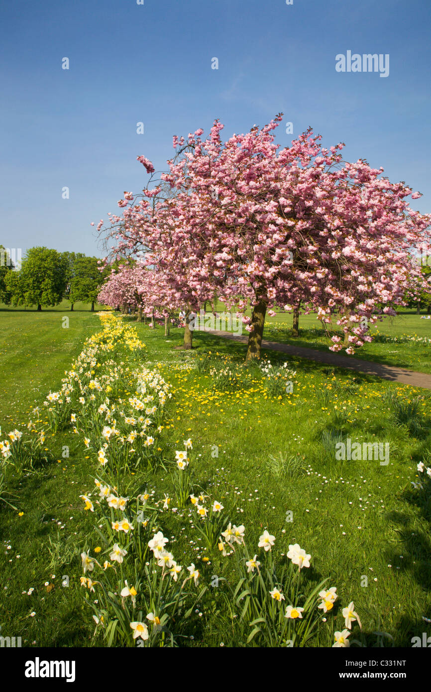 Spring on The Stray Harrogate North Yorkshire England Stock Photo - Alamy