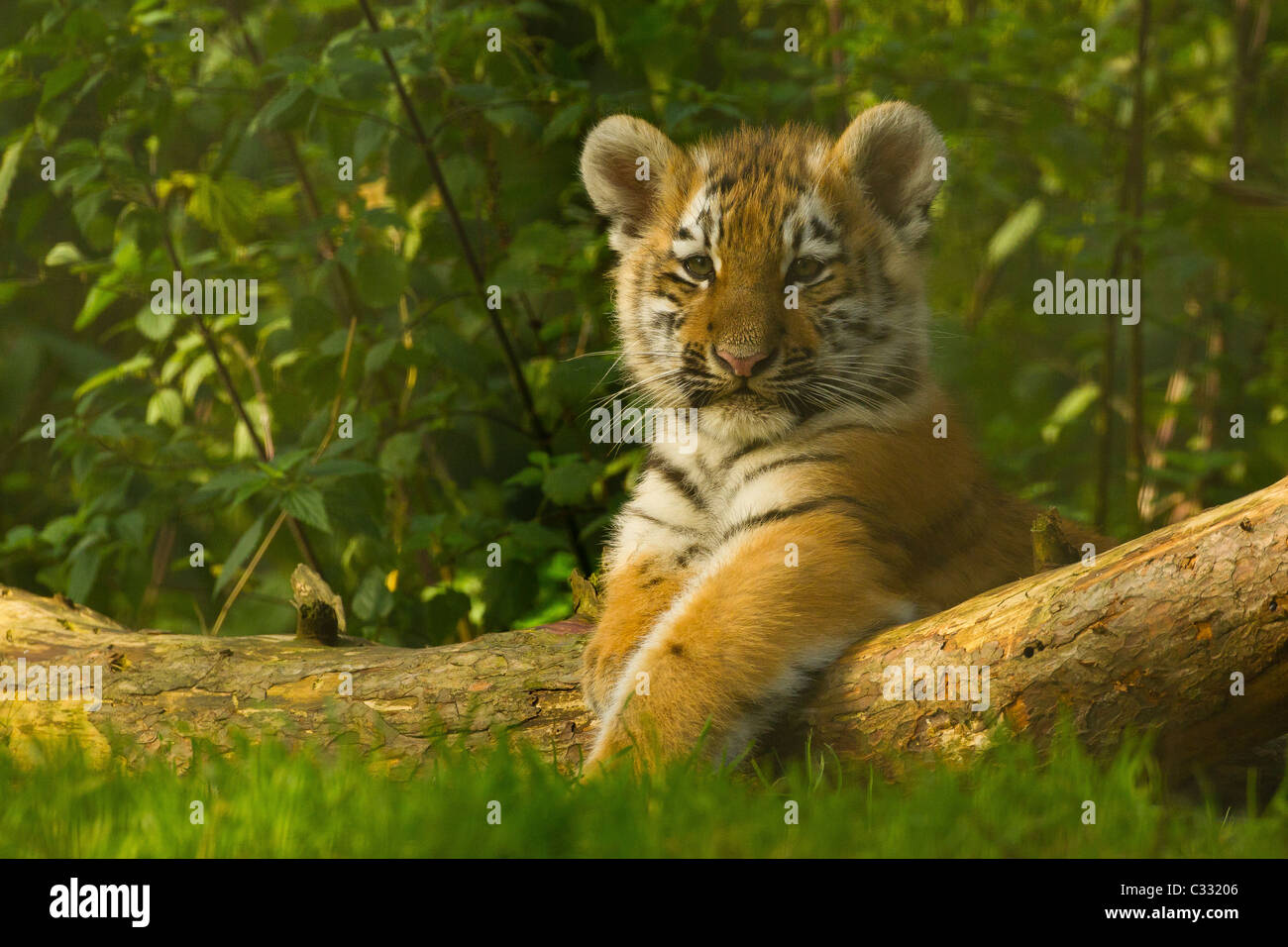 Cub sitting on leaves hi-res stock photography and images - Alamy