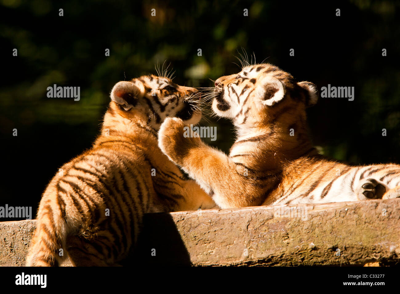 Two Siberian/Amur Tiger Cubs Playing Together Stock Photo - Alamy