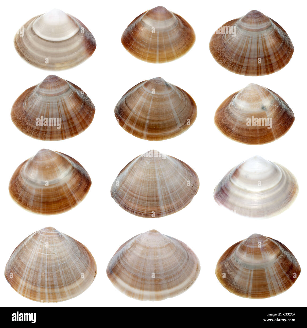 Collection of detailed sea shells isolated on white background Stock ...