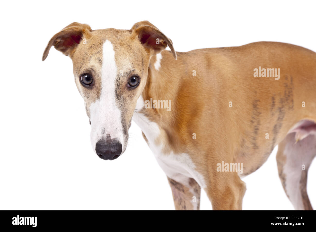 Levrier dog hi-res stock photography and images - Alamy