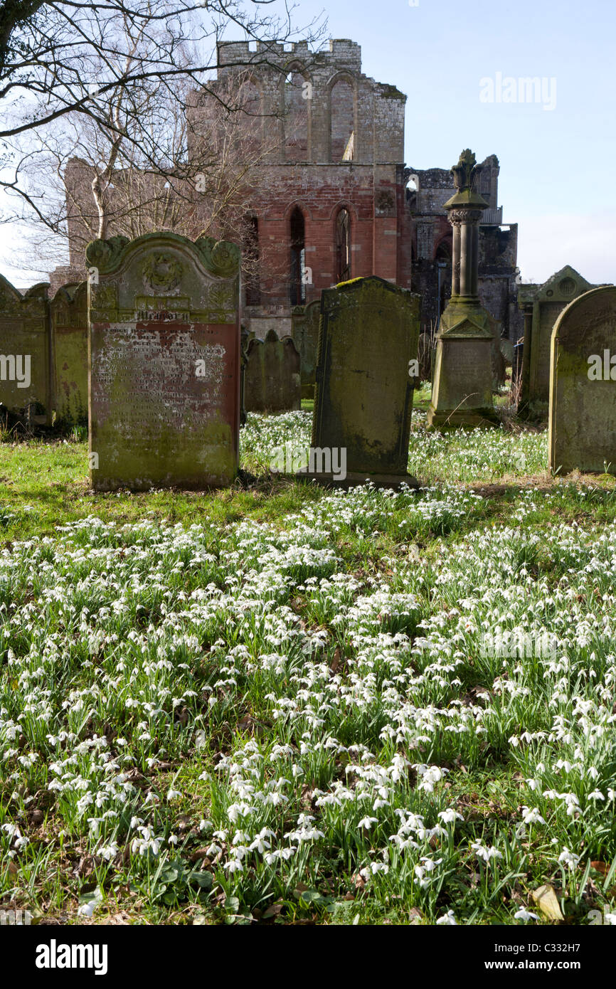 Snowdrop in cemetery hi-res stock photography and images - Alamy