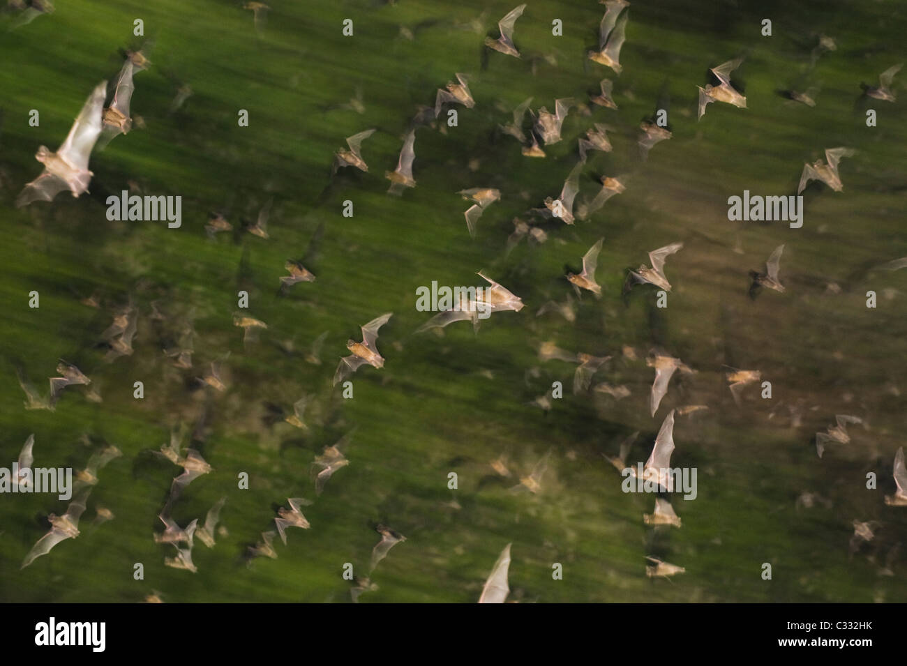Bats emerge from limestone cave at dusk hi-res stock photography and ...