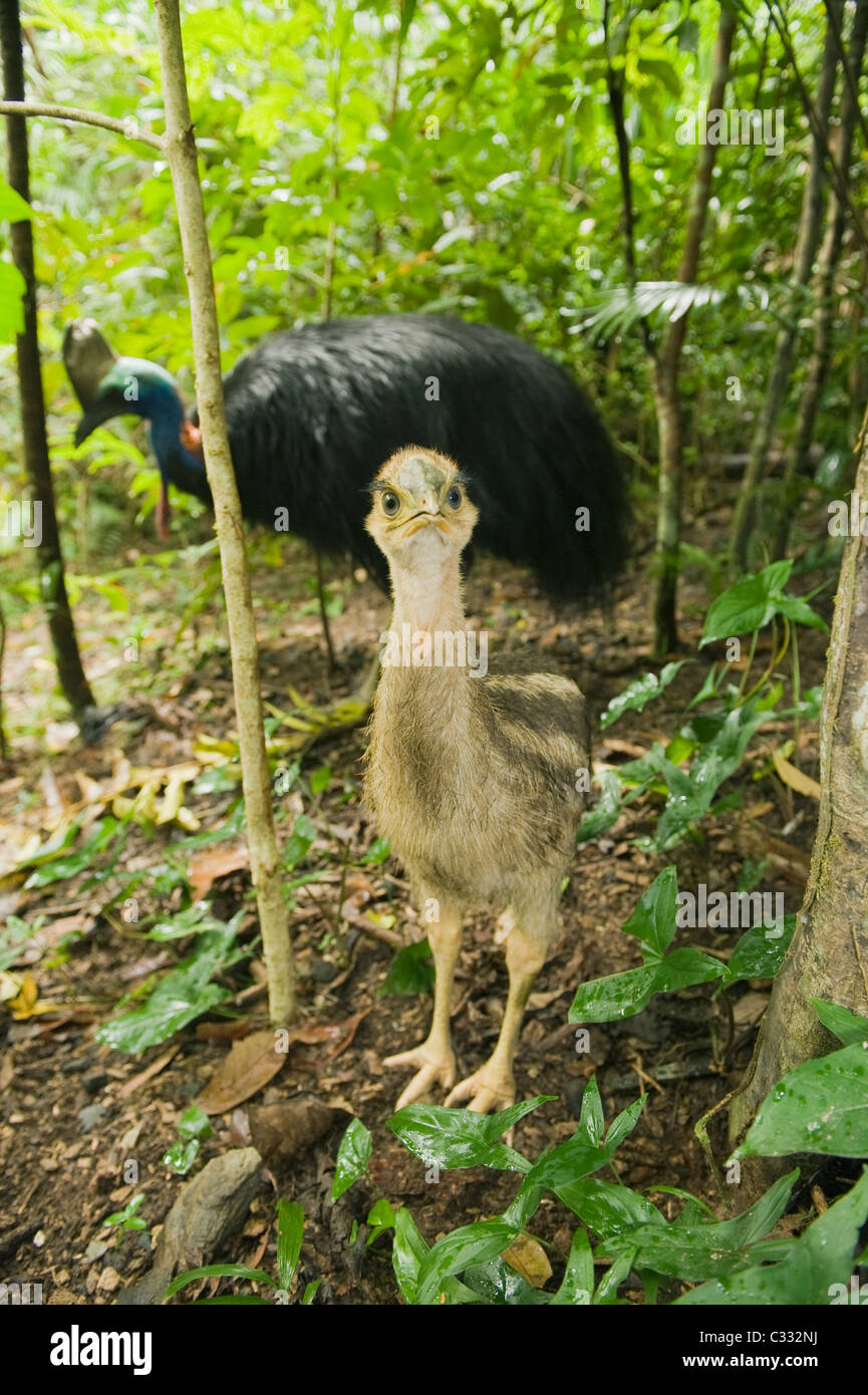 Cassowary chick hi-res stock photography and images - Alamy