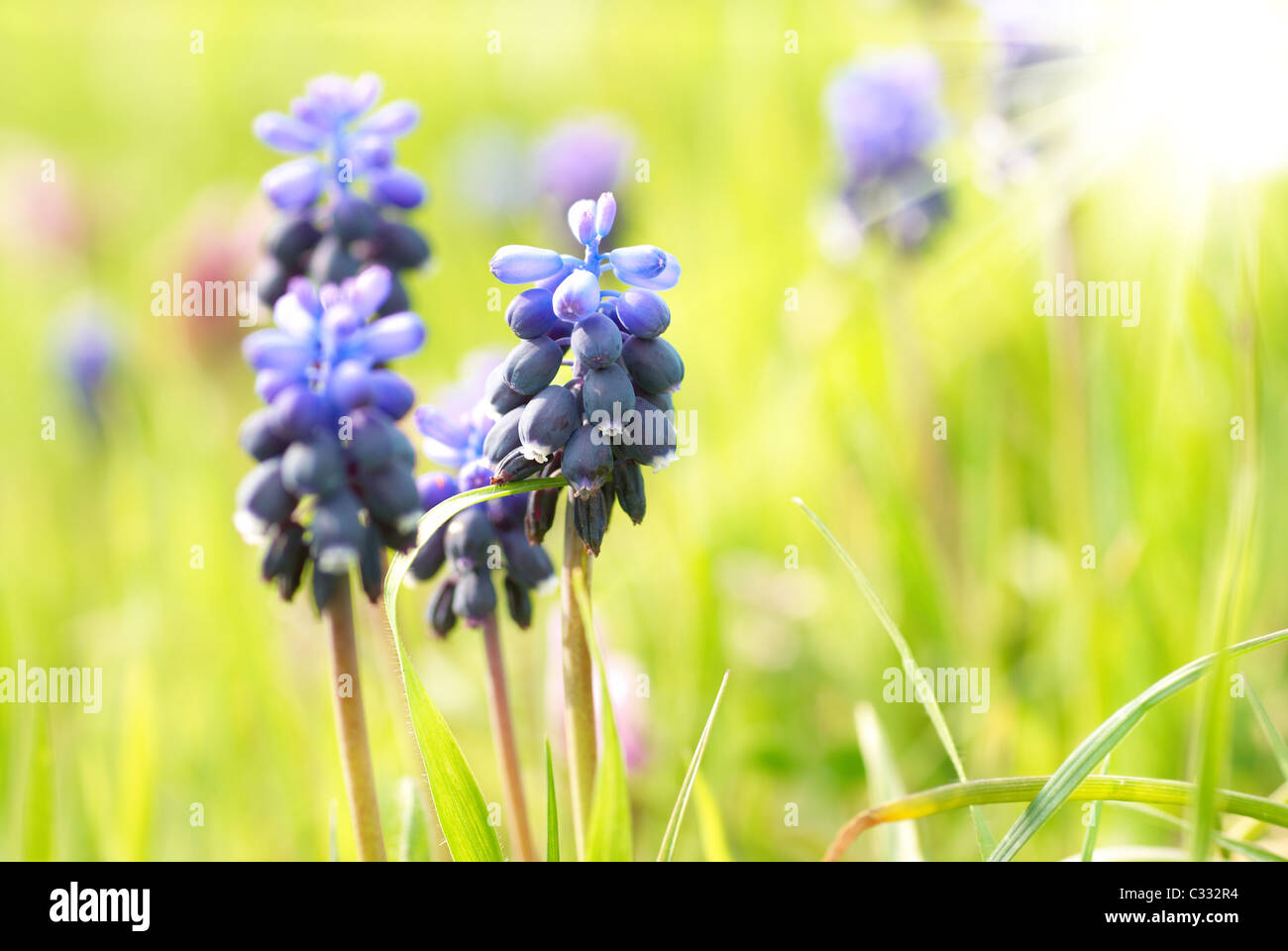 Hyacinthes with green grass Stock Photo - Alamy